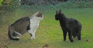 INTRODUCING A NEW CAT – Celia Haddon