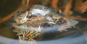 HOW AND WHEN DO FROGS MATE? – Celia Haddon