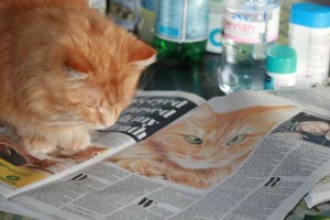 Celia Haddon – cat behaviour explained